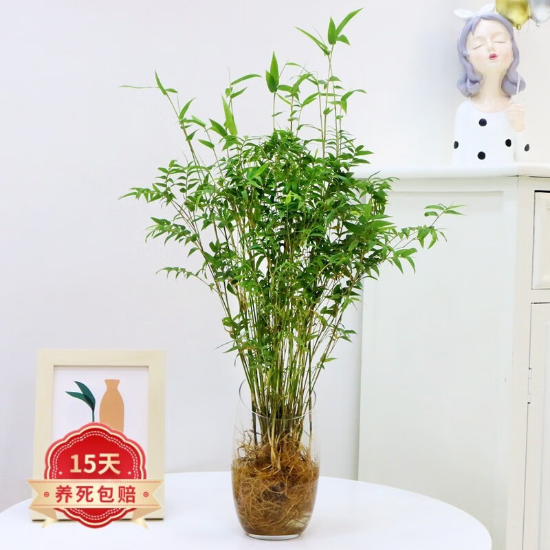 Kawan Bunga Buluh Beras Hidroponik Bonsai Ruang Tamu Dalaman Tumbuh ...