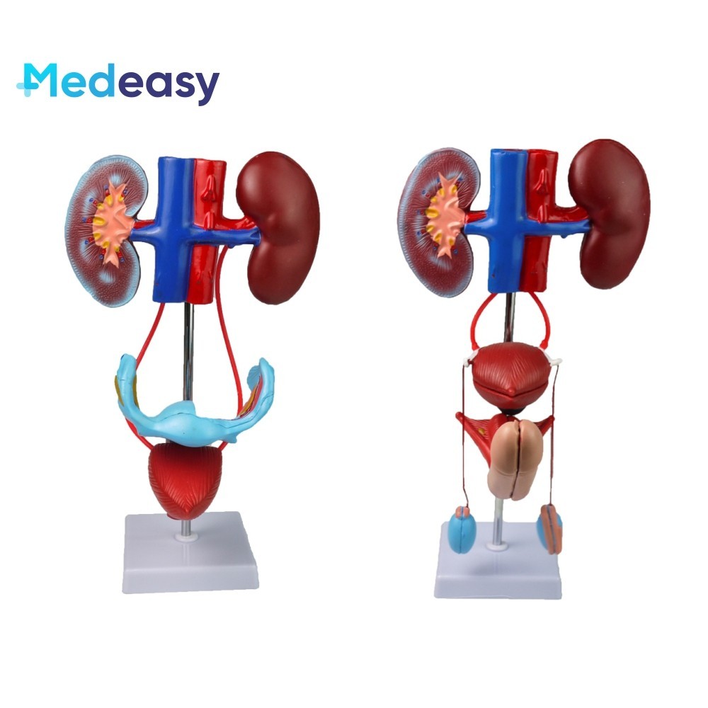 Male and female genitourinary system model, kidney anatomy mold ...