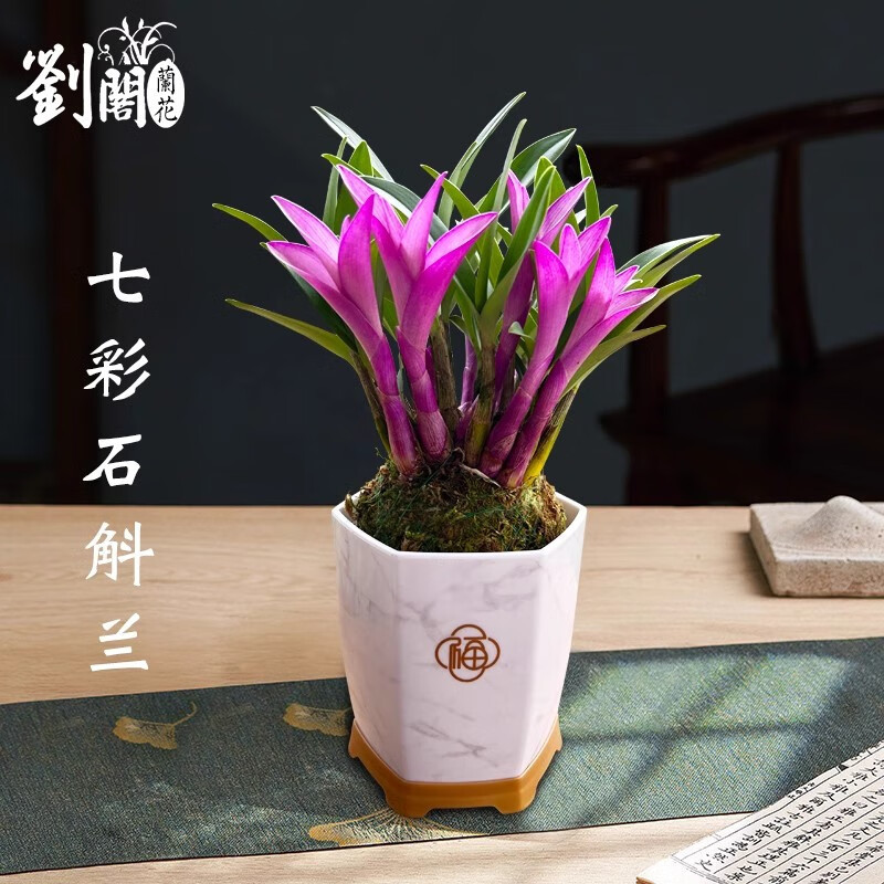Plants that are truly alive 活着的植物Liu Ge Orchid Colorful Perfume ...