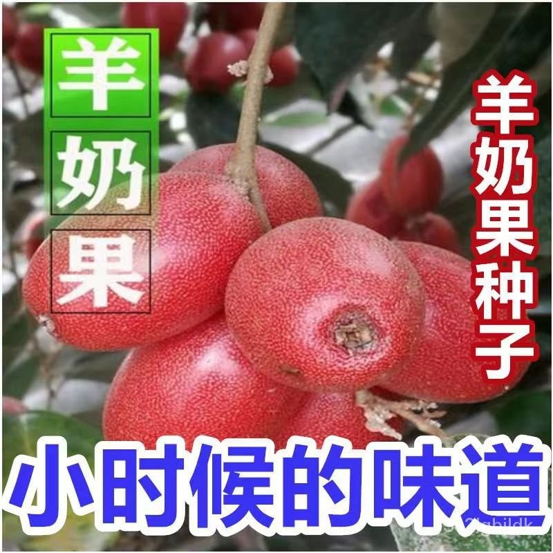 Plant fruit seed💥💥Elaeagnus Conferta Roxb Seed Pot Field Cultivation ...