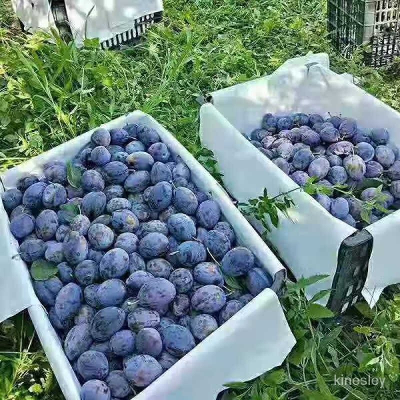 Seedlings Southern Plum Field Cultivation Grafting Super Sweet Planting ...