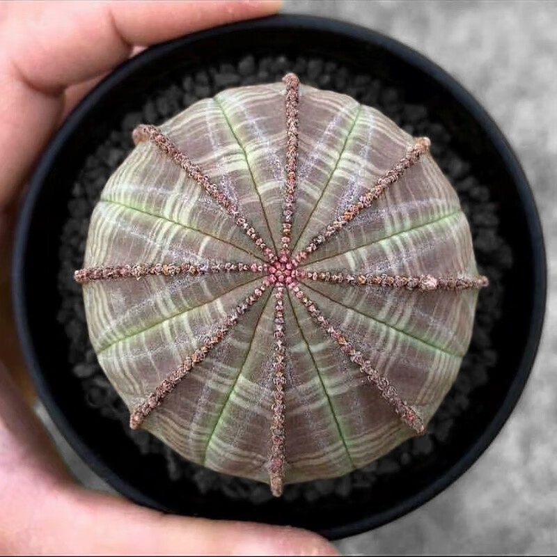 Hualuo Pavilion Real-Life Euphorbia Obesa Cactus Flowering Thorn-Free ...