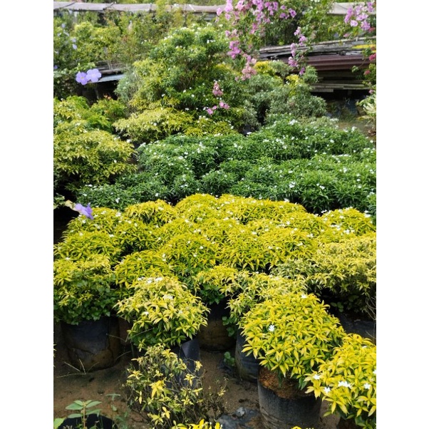 Pokok Bunga Ervatamia @ Jasmine | Shopee Malaysia