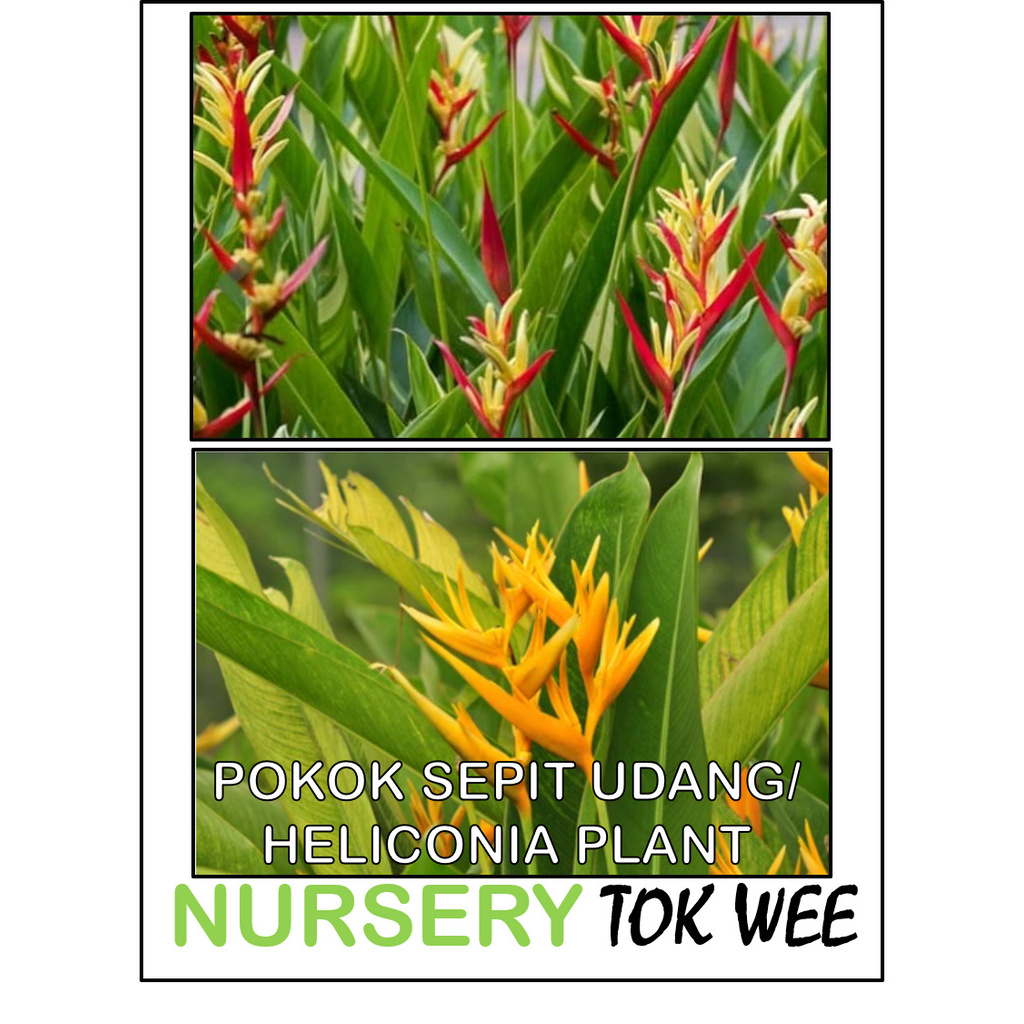 POKOK SEPIT UDANG MERAH DAN KUNING/RED AND YELLOW HELICONIA PLANT ...