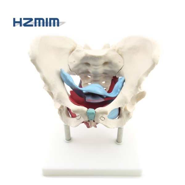 Female Pelvic Anatomical Model with Muscles and Organs | Shopee Malaysia
