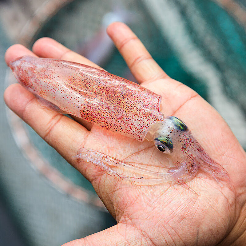 Fresh Home Dongshan Island Small Tube Squid Lights Catch Squid Field ...