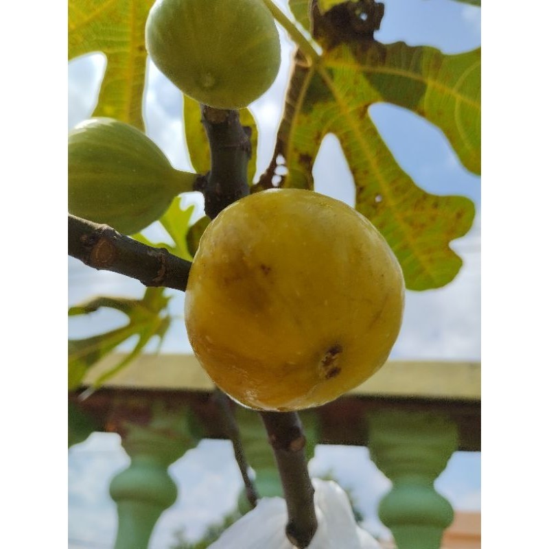 Anak Pokok Tin/Fig tree Stable Full Day Sun Condition | Shopee Malaysia