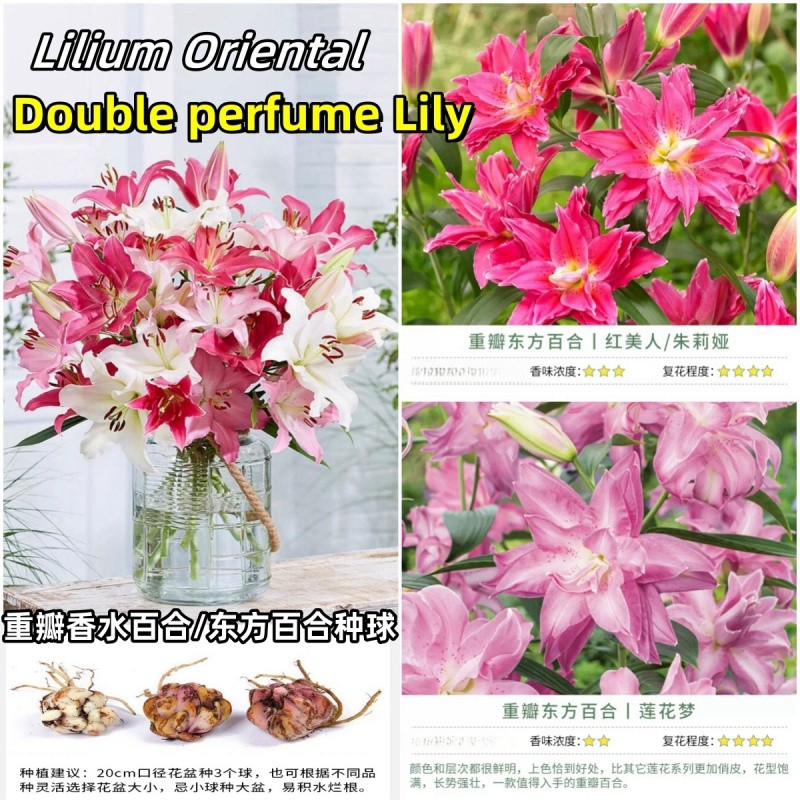 BIJI Lilium Oriental hybrids Double perfume lily seed bulbs highly ...