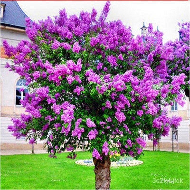 Spring Festivalbunga hiasanLilac Sapling Grafting High Pole Lilac ...