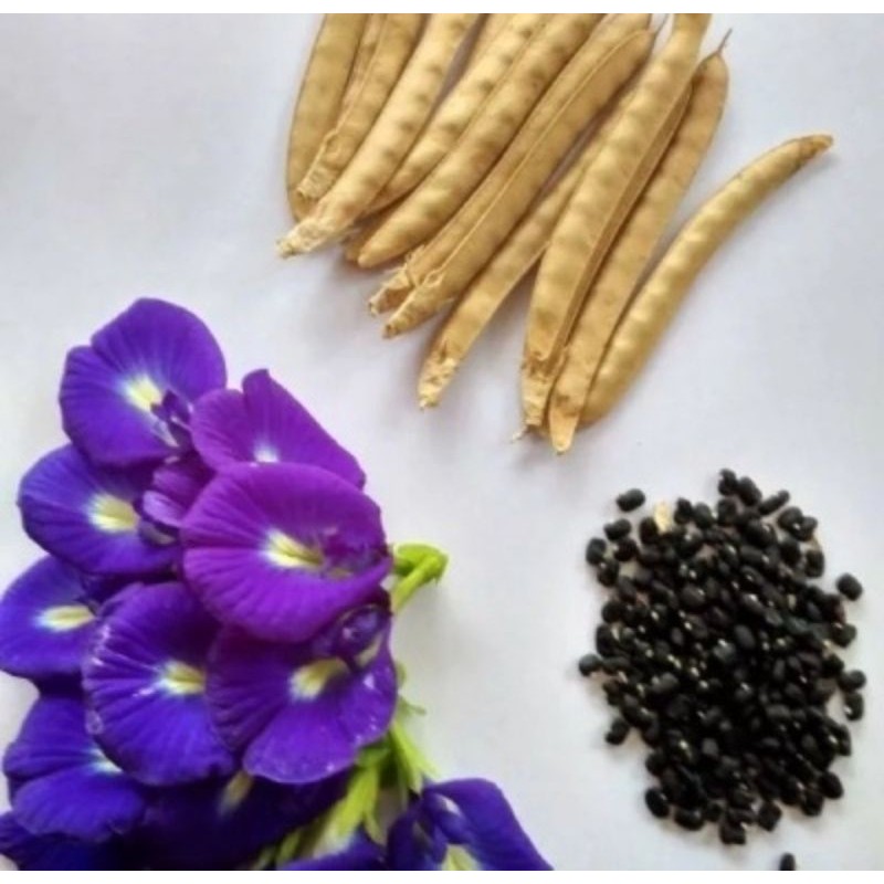 10 Biji Benih Bunga Telang Berlapis Layer Seeds Bunga Ungu Buat Nasi ...