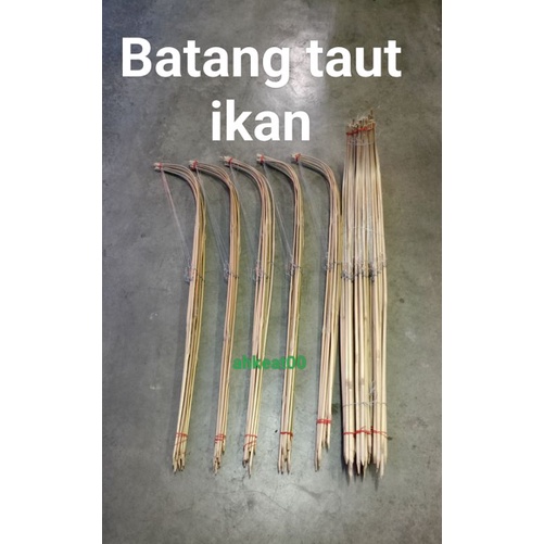 Batang taut ikan pancing ikan haruan ikan keli ( buluh duri tua ...