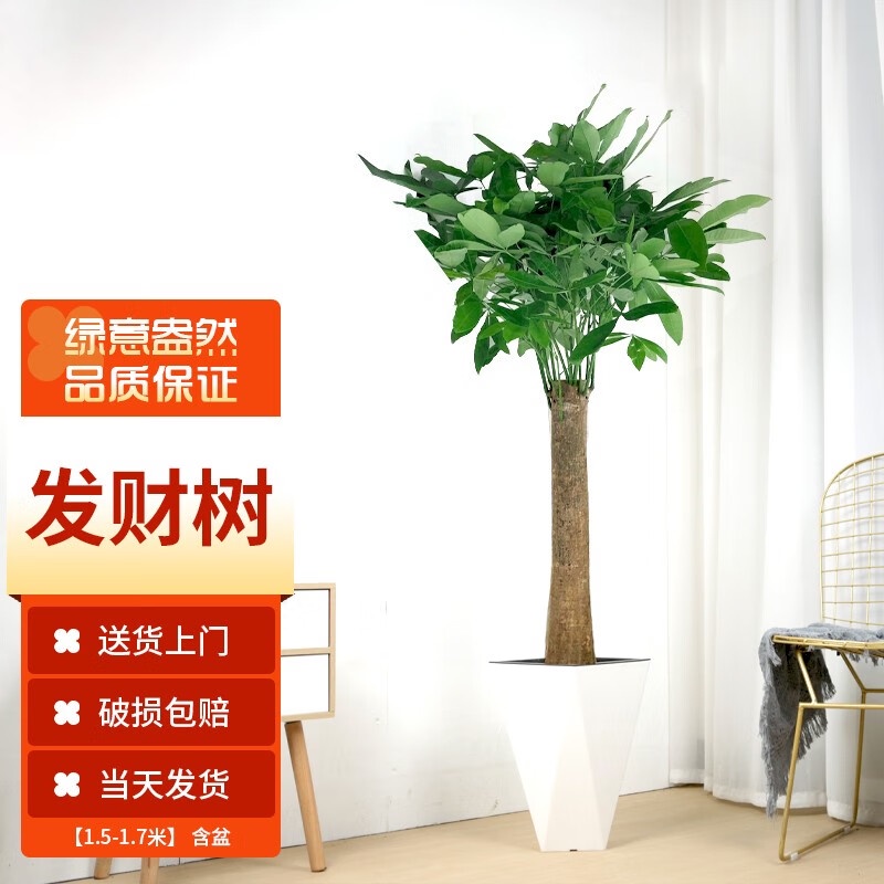 TAO Dance Green Plant Living Room Interior Large Pachira Macrocarpa ...
