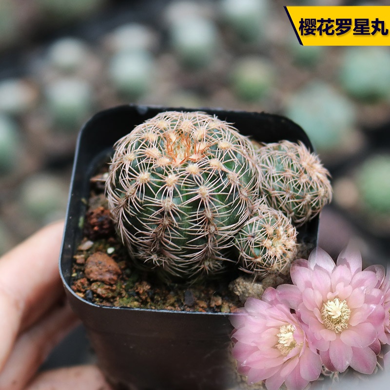 【Easy to bloom】Cactus, cherry blossom, Luo Xing pill, cactus, fun ...