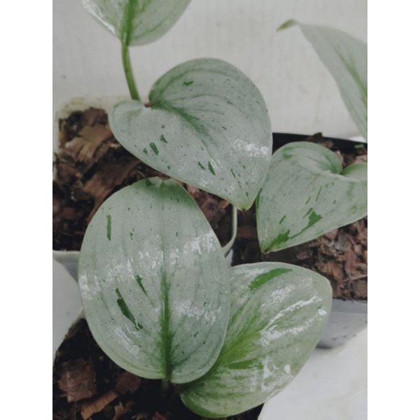 Scindapsus new Sp mint variegation | Shopee Malaysia