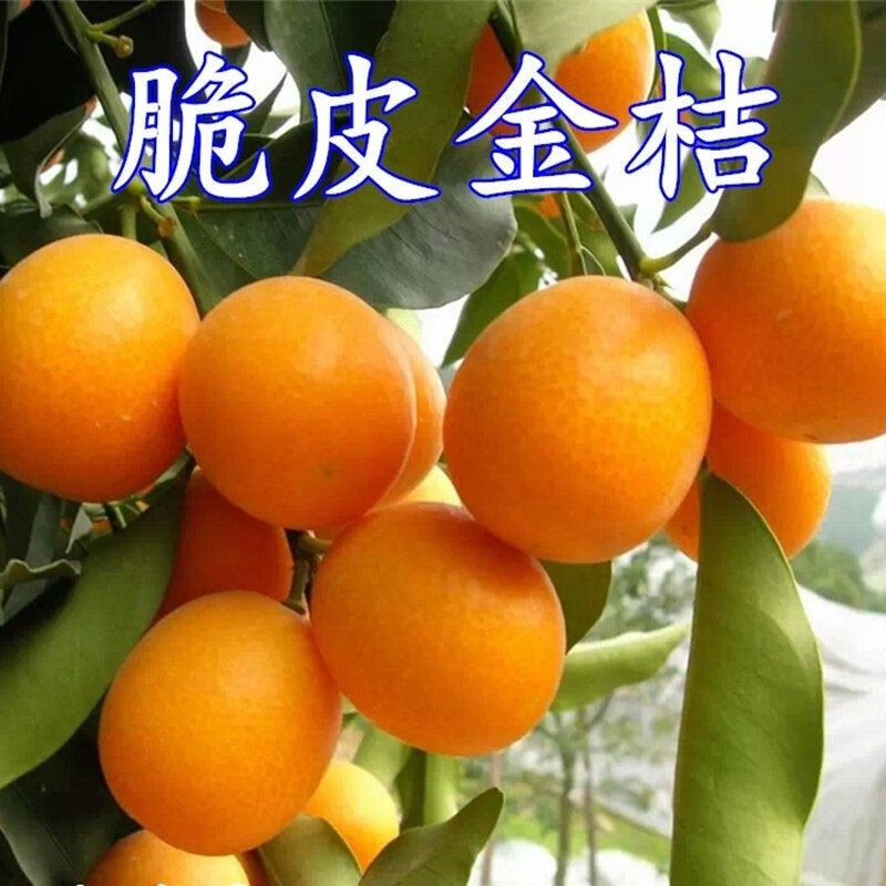 Ji Yuan Xi Rong 'An Kumquat Sapling Crispy Honey Kumquat Big Fruit ...