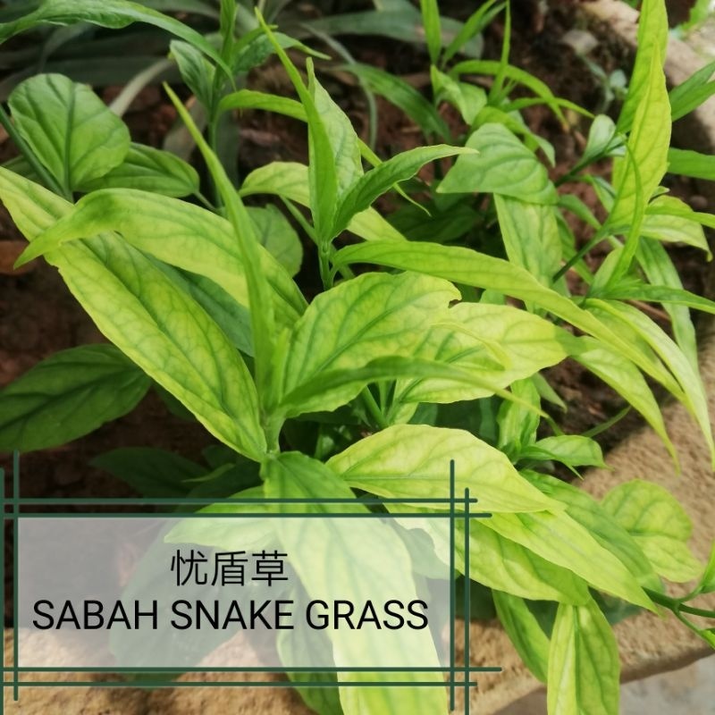 Plant* 3's Keratan Sabah Snake Grass@Belalai Gajah | Shopee Malaysia
