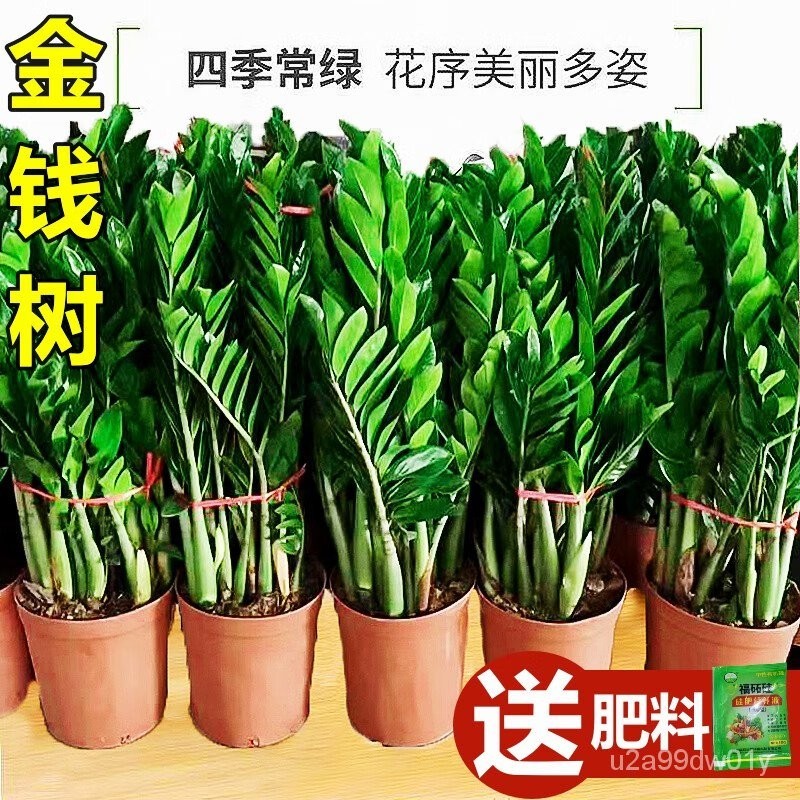 Intentional Green Intentional String Shake Money Living Room Large ...