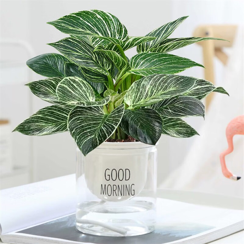 Plants that are truly alive 活着的植物Flower Wealth Owner Platinum Gold ...