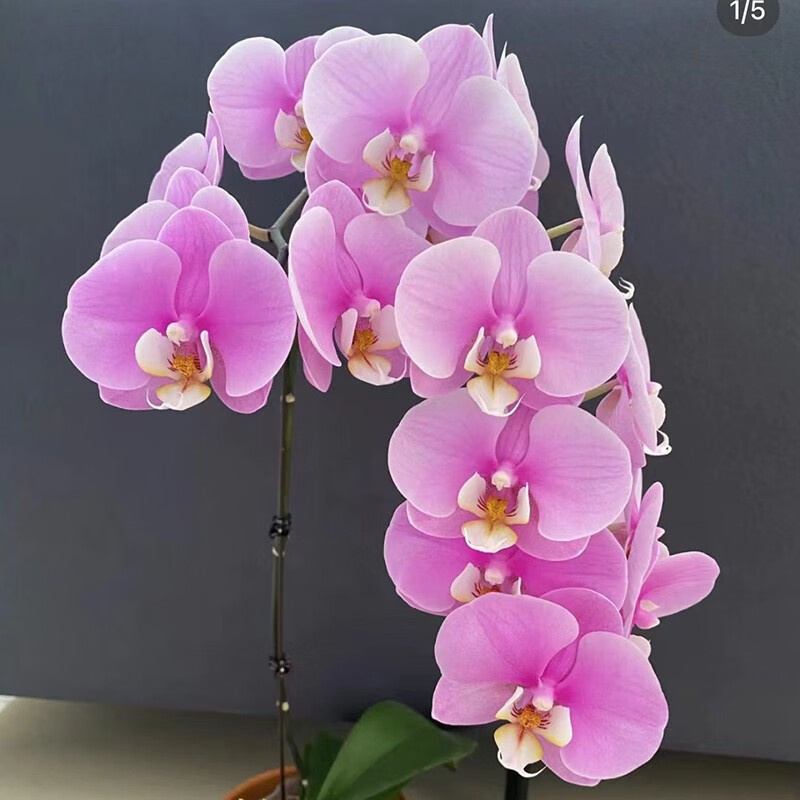 Gai Tao Big Flower Phalaenopsis Pot Fleuret Everblooming Easy to Keep ...