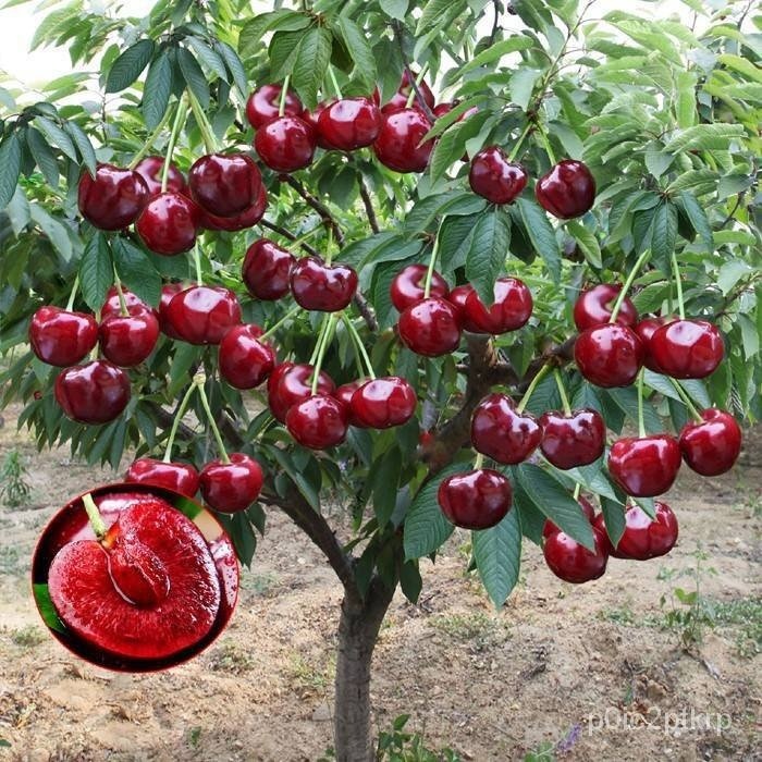 Cherry Sapling Cherry Tree South North Planting Potted Garden Fruit ...