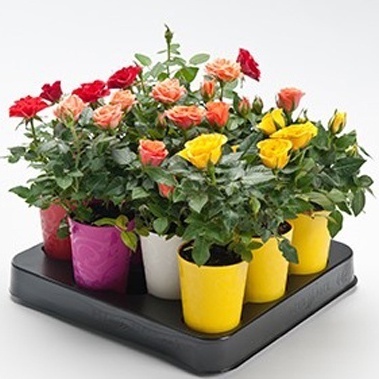 KSAM MINIROSE MINI ROSE PLANT ROS MINI REAL LIVE PLANT FLOWER POKOK ROS ...