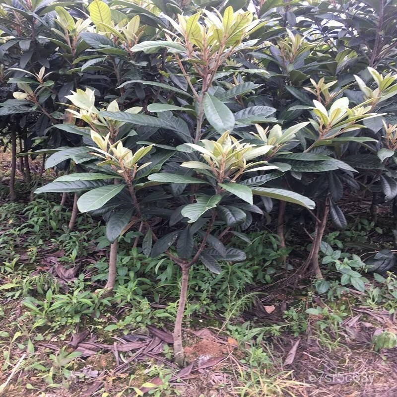 Plants that are truly alive 活着的植物Xuan Feng Loquat Tree North Grafting ...