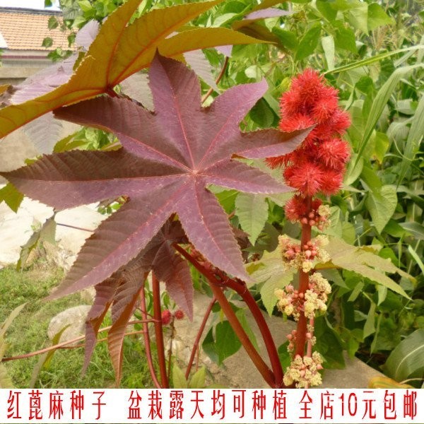 Tumbuhan/benih/pokok植物/果苗/树Red Ricinus Communis Seeds Ricinus Communis ...