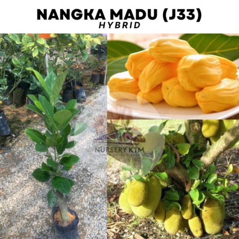 Pokok Nangka Madu (J33) | jackfruit tree (hybrid) | Shopee Malaysia