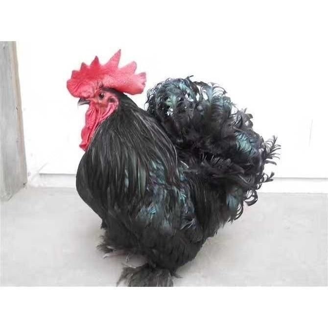 (Hot Sale)Hydrangea Shoe-Shaped Gold Ingot Chicken Breeding Egg Pet ...