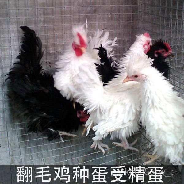 (Hot Sale)Suede Chicken Breeding Egg Fertilized Egg Shoe-Shaped Gold ...