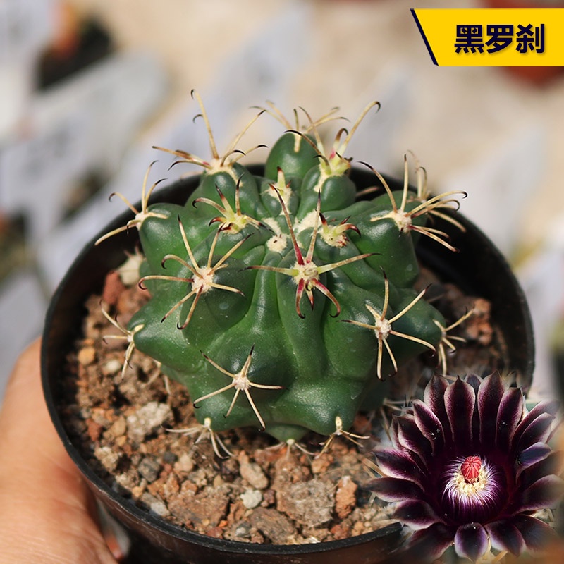仙人掌Cactus Black Rocha Real Life Cactus Rare Black Flower Strong Thorn ...