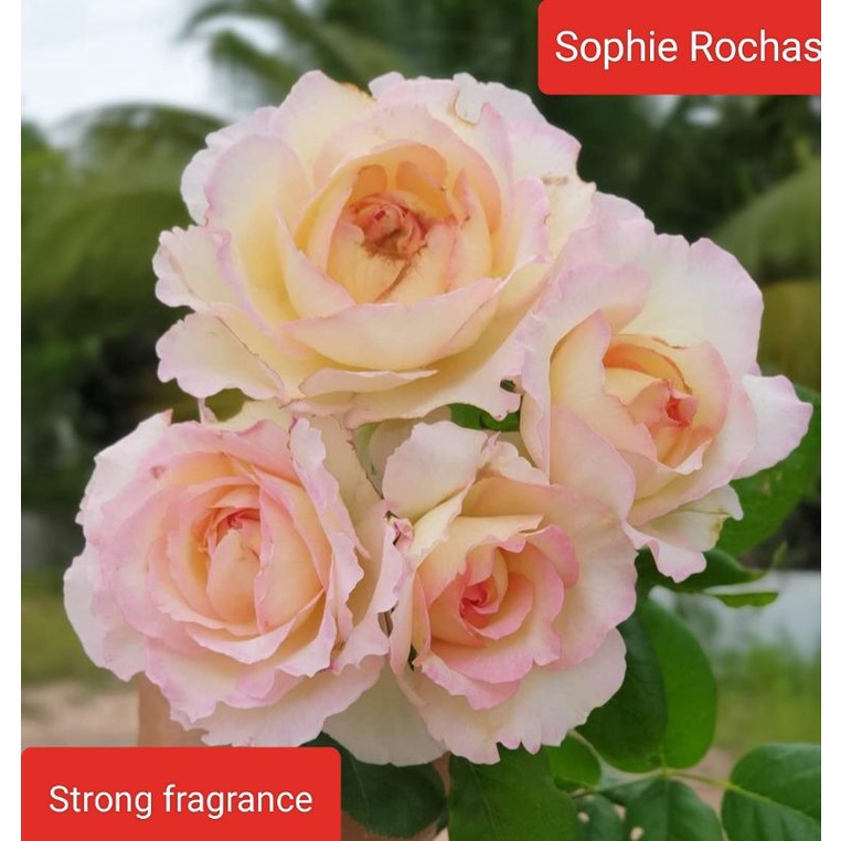 English Rose ID Rare & Super Special (S-T) | Shopee Malaysia