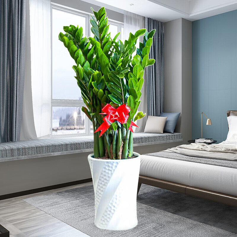 Large Plants Braid Pachira Macrocarpa Green Radish Money tree Potted ...