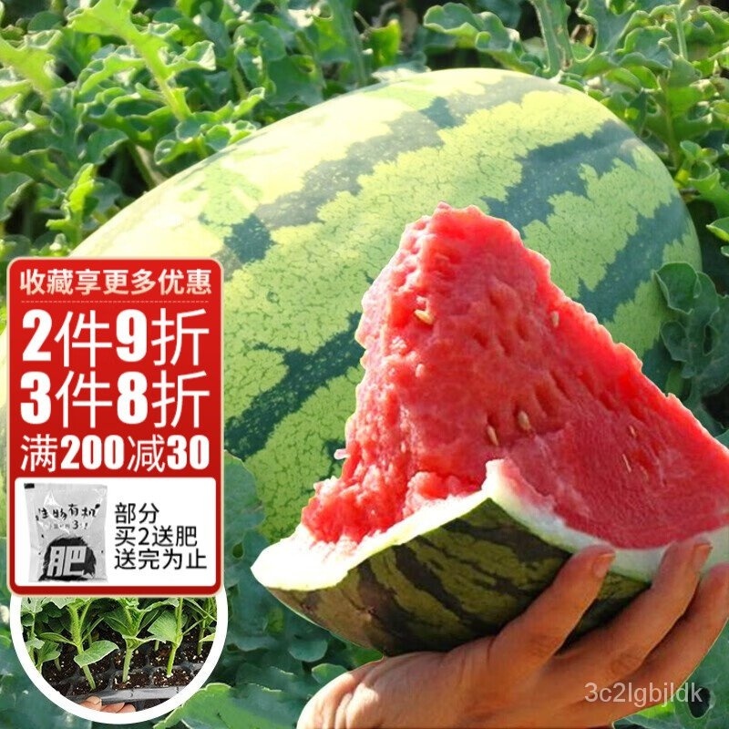 fruit seedlingsWatermelon seedlings/ seedsShenhe Watermelon Seedling ...