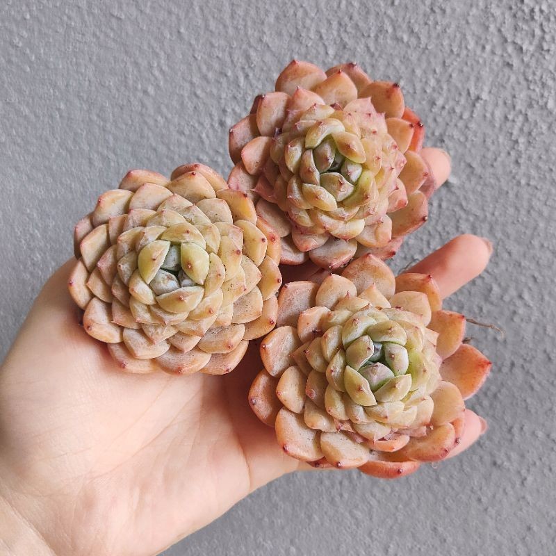 Succulent 多肉 - Echeveria Ice Grape 冰葡萄 (5cm+-) | Shopee Malaysia
