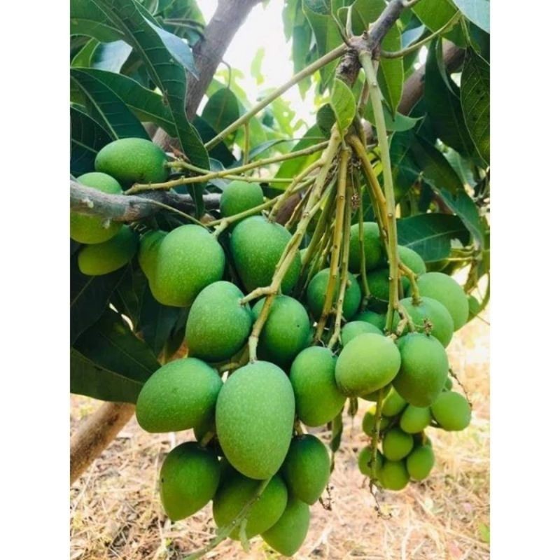 pokok mangga telor / pauh ringgan +freegif🎁 | Shopee Malaysia