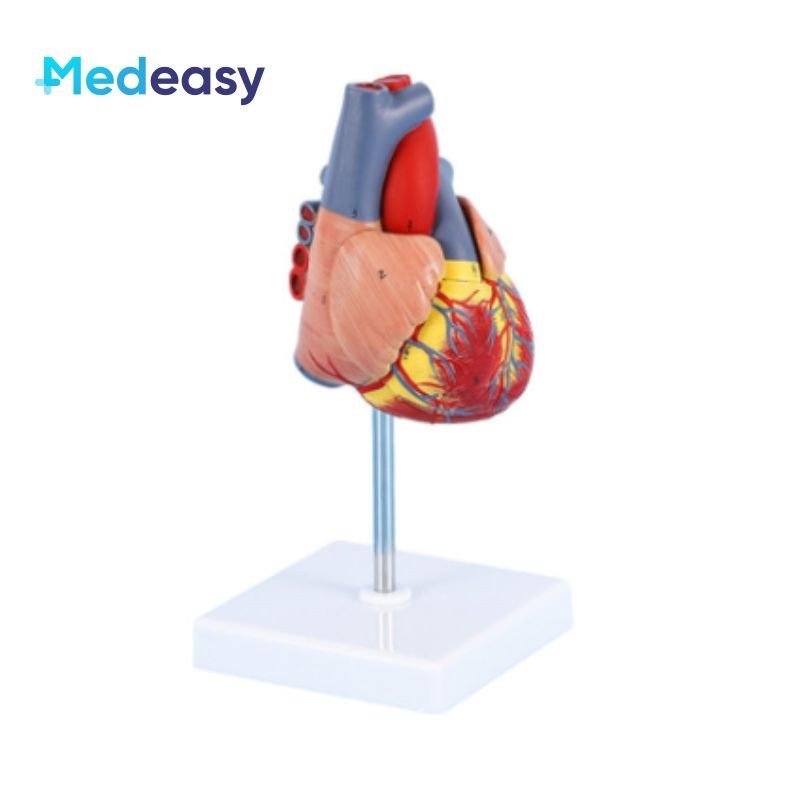 Human heart anatomical model for demonstration, Medical education heart ...