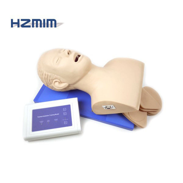Adult airway trachea intubation model, Adult airway intubation manikin ...