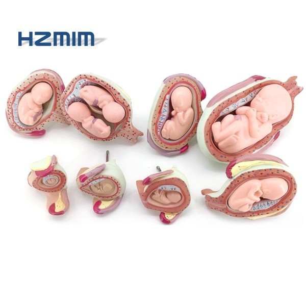Pregnancy model, human embryo and fetus development models | Shopee ...
