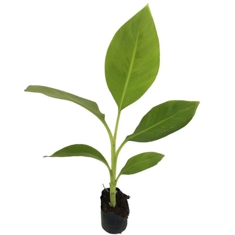 Southern Banana Dwarf Nine Zhengpin Dwarf Middle Banana Tree Banana ...