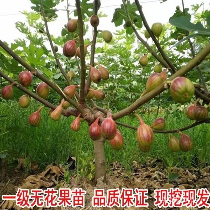 (Hot Sale)Fig Tree Fruit Seedling Potted Plant Bear Fruit in Current ...