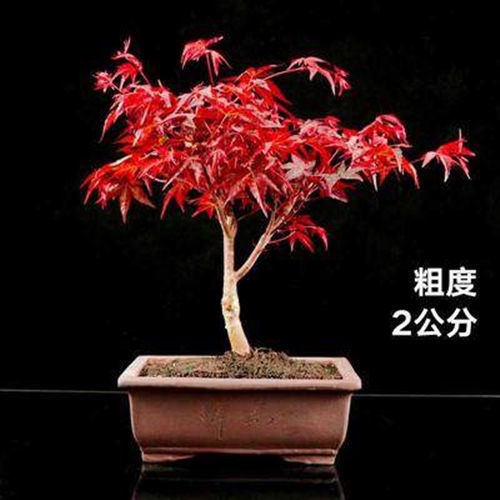 Anak Pokok Maple Merah Jepun Maple Merah Penari Merah Maple Merah Tiga ...