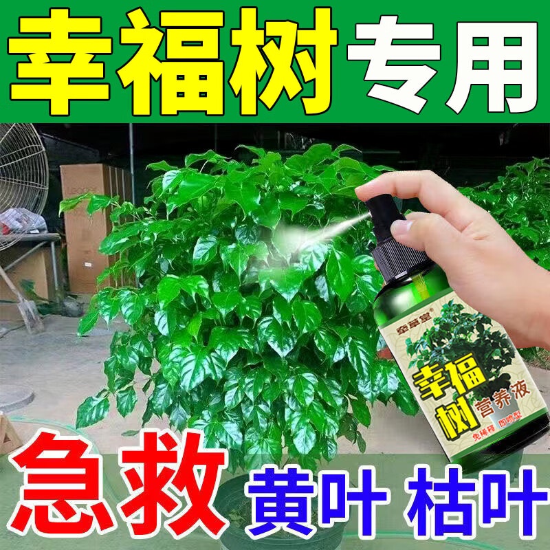Happiness Tree Nutrient Solution Control Yellow Leaves Dead Leaves Rot ...