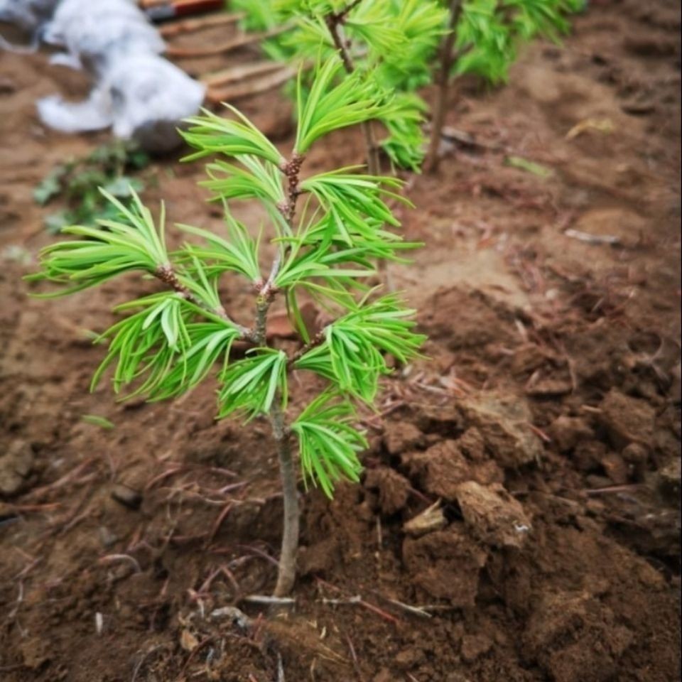 HotPopular🚗Money Pine Sapling Jungle Bonsai Material Sapling Garden ...