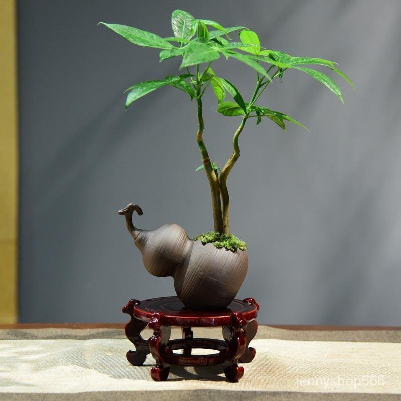 Ornaments ，high end decorative itemsPokok Kekayaan Bentuk Bonsai Bonsai ...