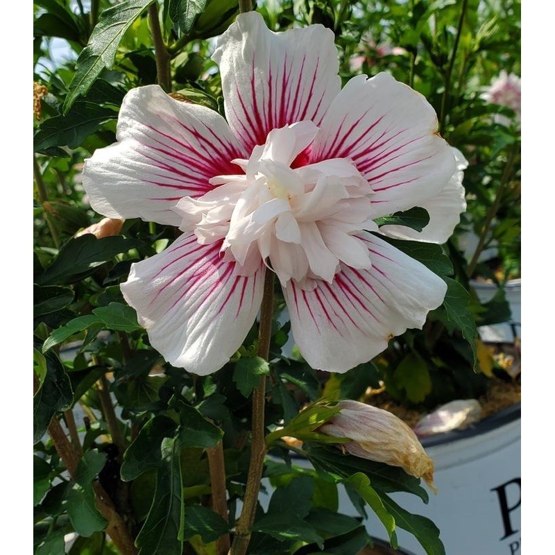 Keratan Bunga Raya Chiffon , STARBLAST { Rose Of Sharon } ( RARE ...