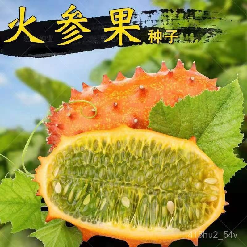 (Hot Sale)Genuine Goods Ginseng Fruit Seeds Edible Seed Thorn Horn ...