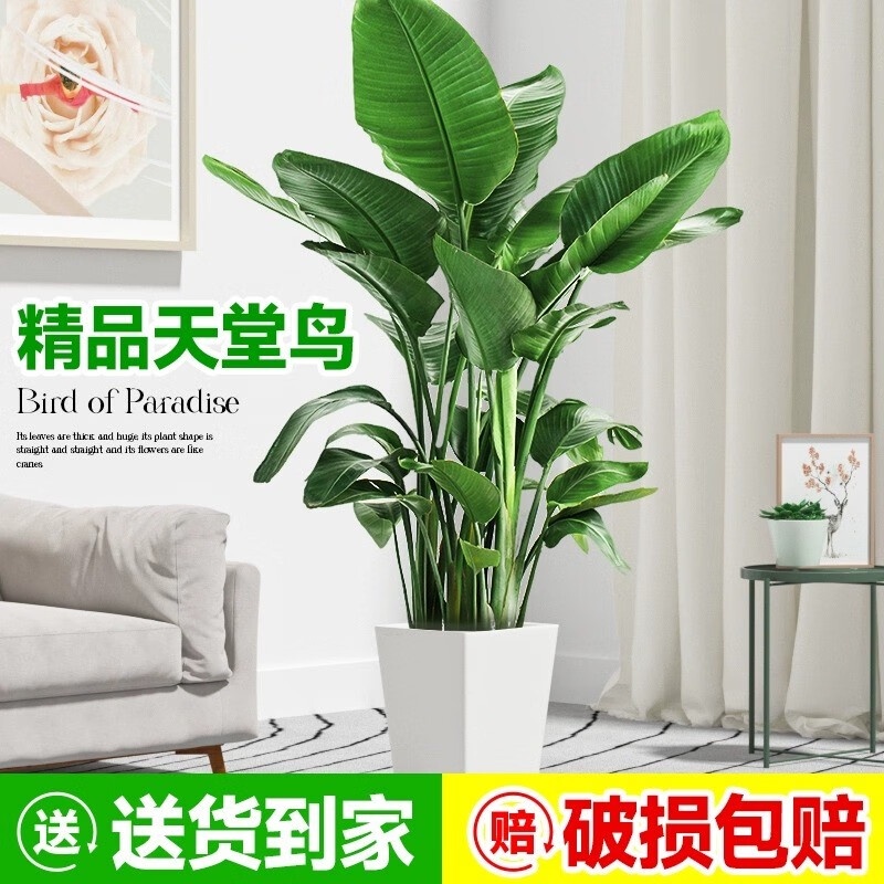 Linya Bird of Paradise Potted Large Indoor Living Room Greenery Office ...