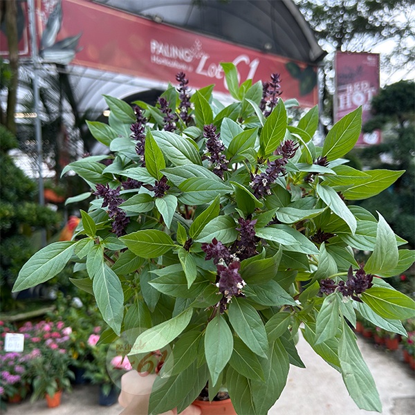 [Paling Horticulture Sdn Bhd] Thai Basil 九層塔树苗 | Pokok Thai Basil Herba ...