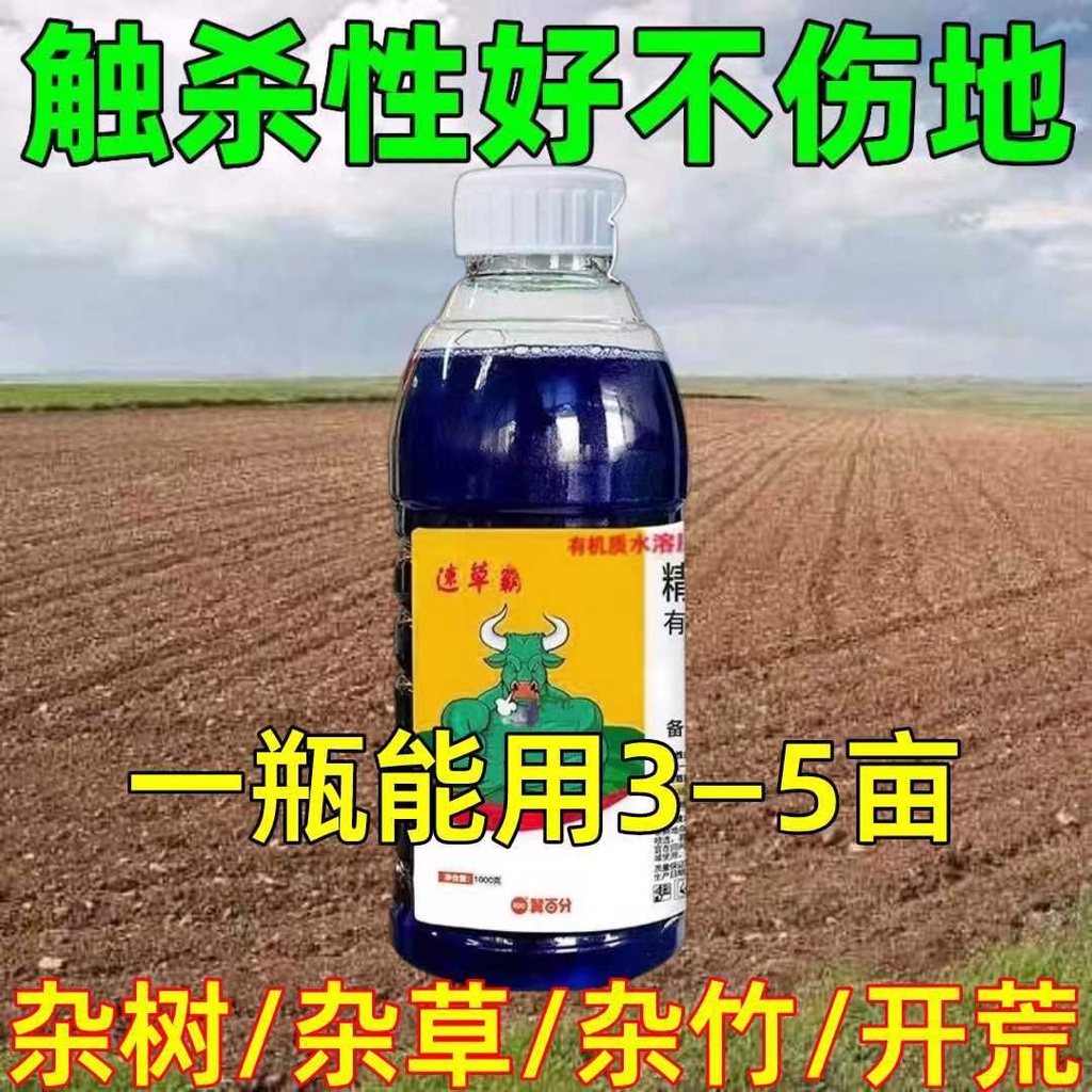 Super Cepat Asli, Cepat Rumput Raja, Kepekatan Tinggi, Rumput Tendon ...